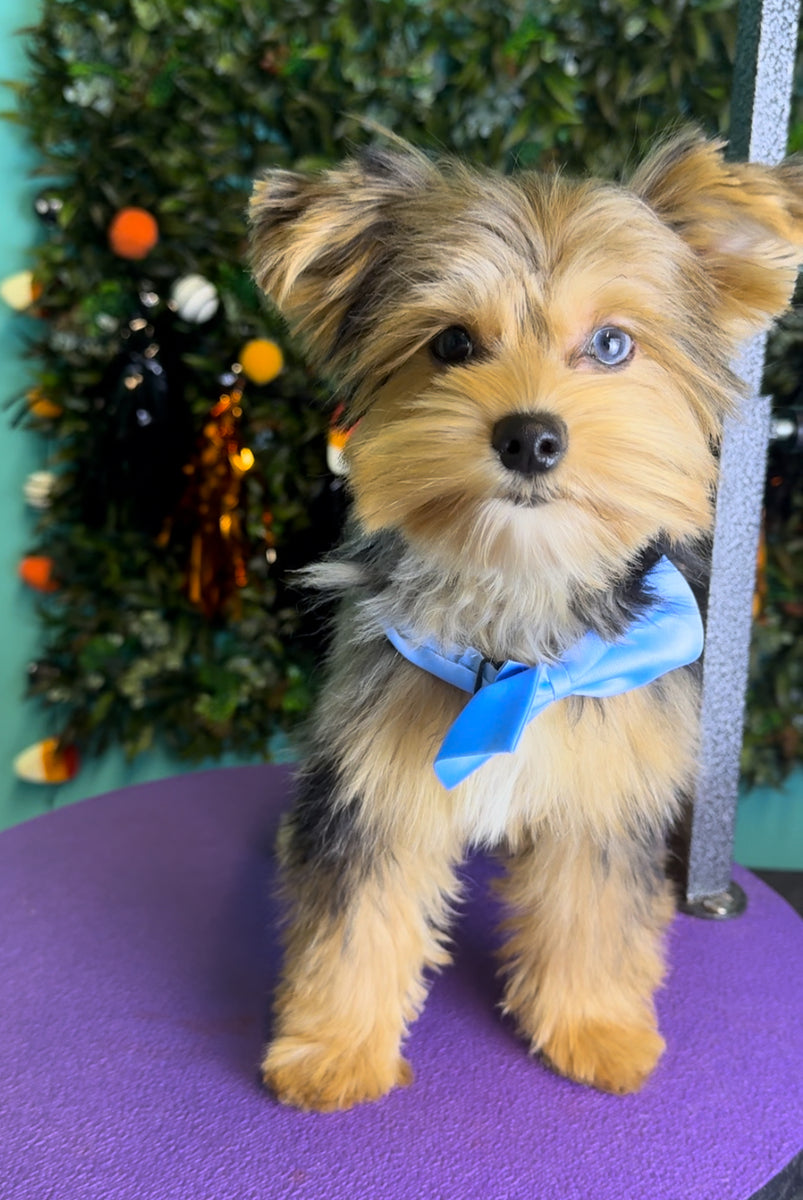 Mini groom 🐾(sanitary trim) Deposit only – Little Bon Bons Boutique